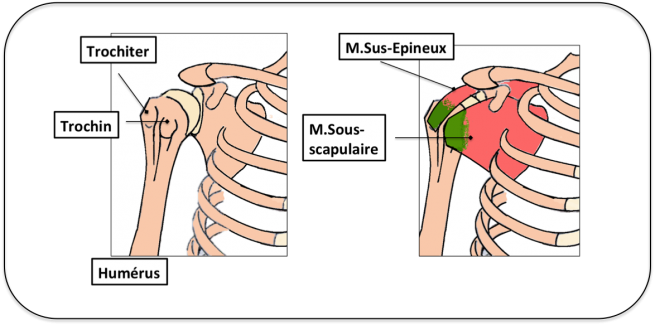 Anatomie de l'épaule: os et muscles de l'épaule - Clinique Drouot