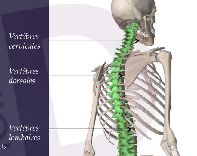 rachis-info-sante-11016-3 - Clinique Drouot