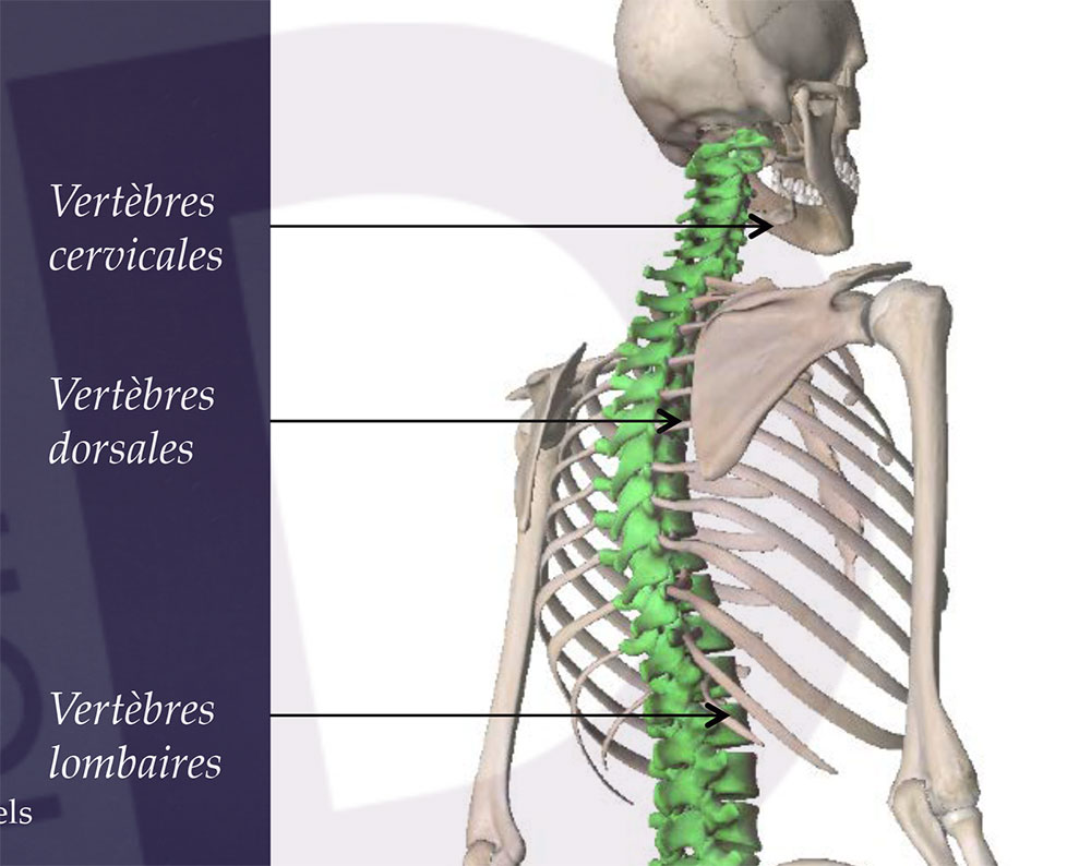 Informations sur le dos par le Dr De Lucas - Groupe Clinique Drouot